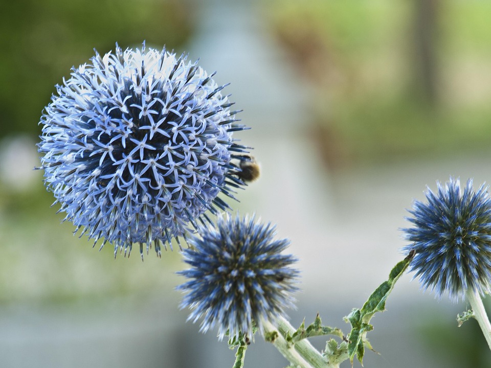 Thistle Blue Prickly - Free photo on Pixabay