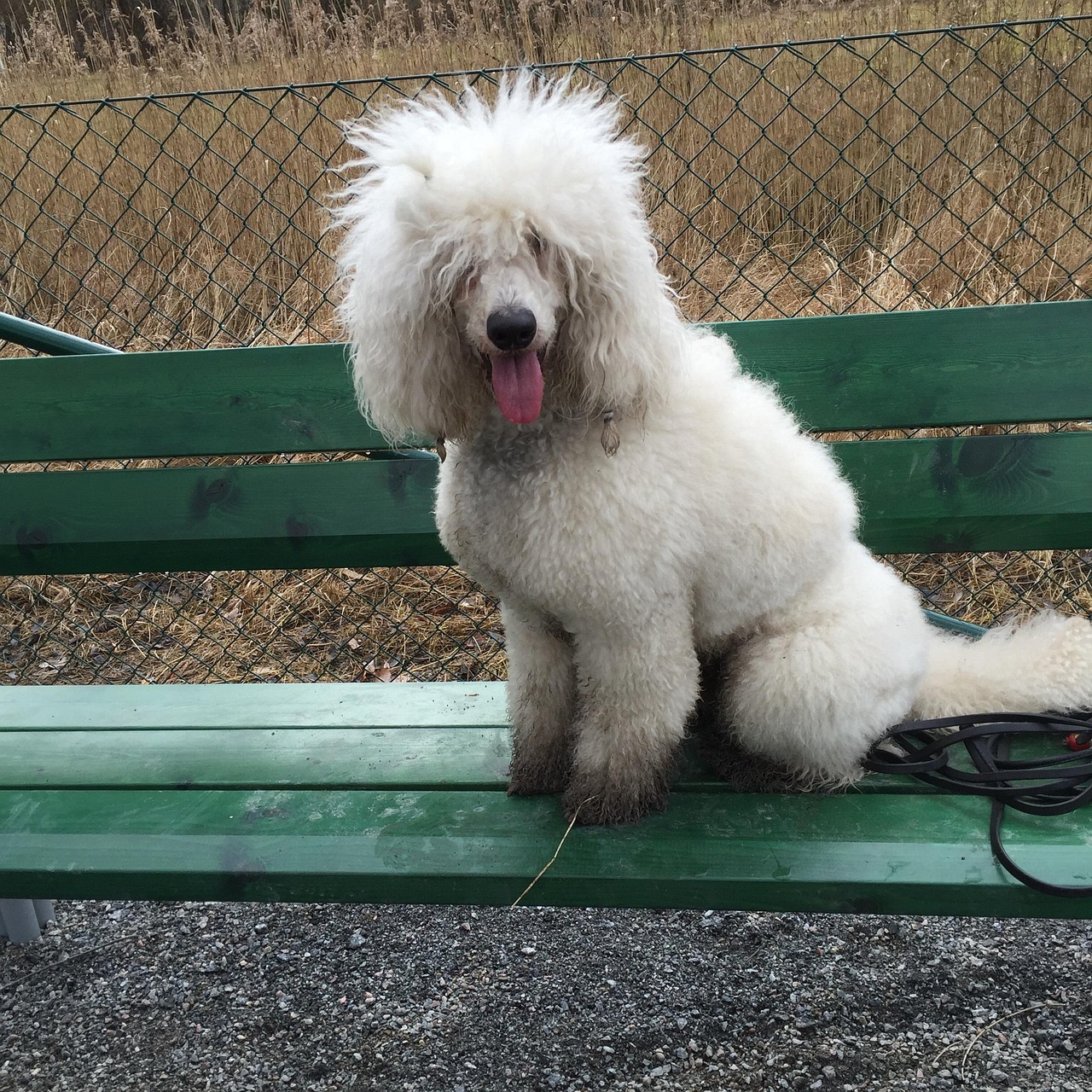 50+ Free Dirty Dog & Dog Images - Pixabay