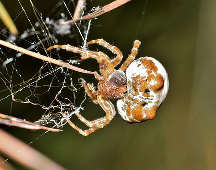 9+ Free Bola & Bolas Spider Images - Pixabay