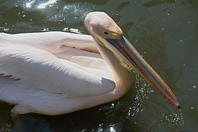 Aves Acuáticas Pelícano Bien - Foto gratis en Pixabay - Pixabay