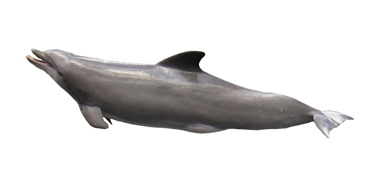 Delfín Aislado Mamíferos Marinos - Foto gratis en Pixabay - Pixabay