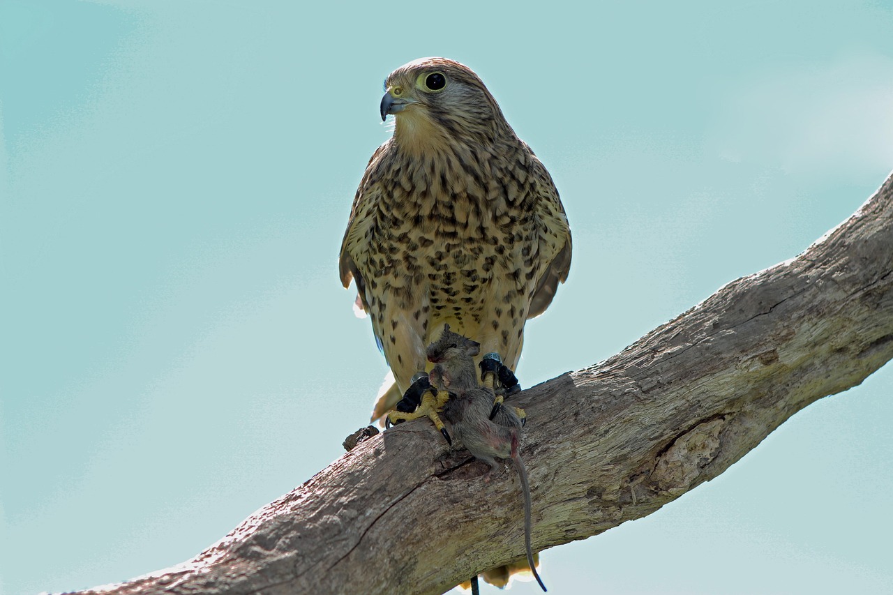 Kestrel Bird Of Prey - Free photo on Pixabay - Pixabay