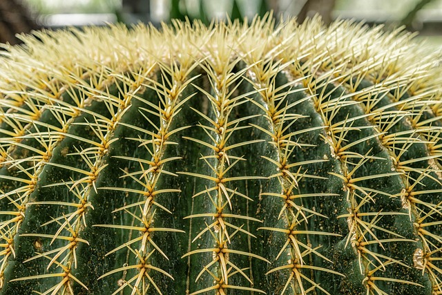 Page 3 - 10,000+ Free Desert Cactus & Cactus Photos - Pixabay