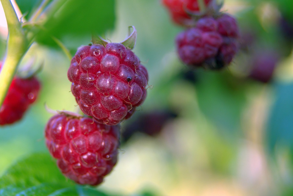 Raspberry O Que é Fruta - NAZAEDU