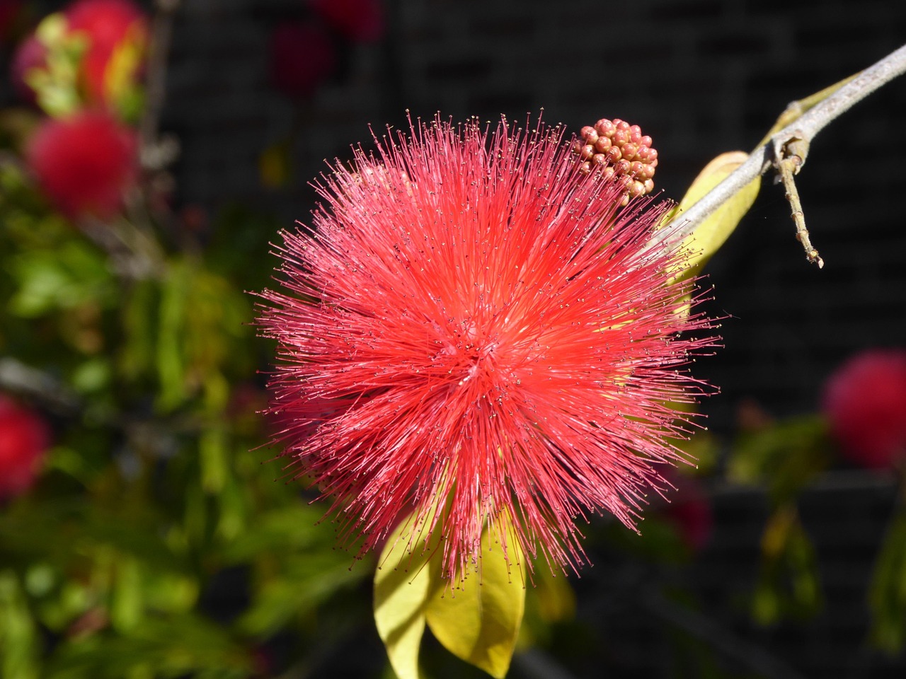 Plus de 300 images de Mimosa et de Nature - Pixabay