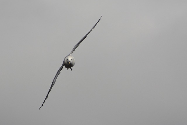 Gull Bird Flying - Free photo on Pixabay - Pixabay