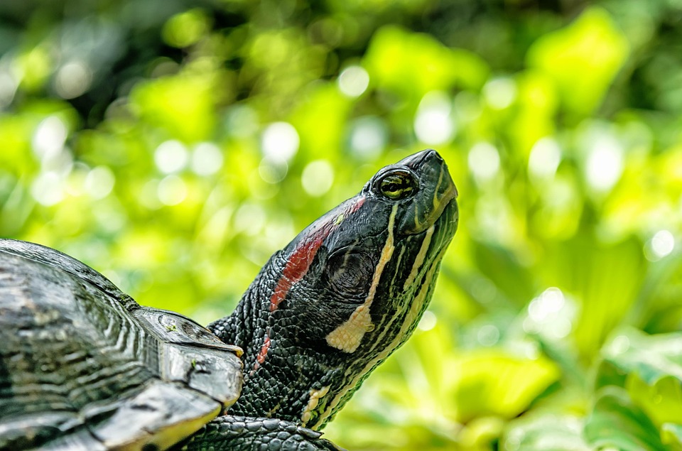 Tortoise Water Turtle - Free photo on Pixabay