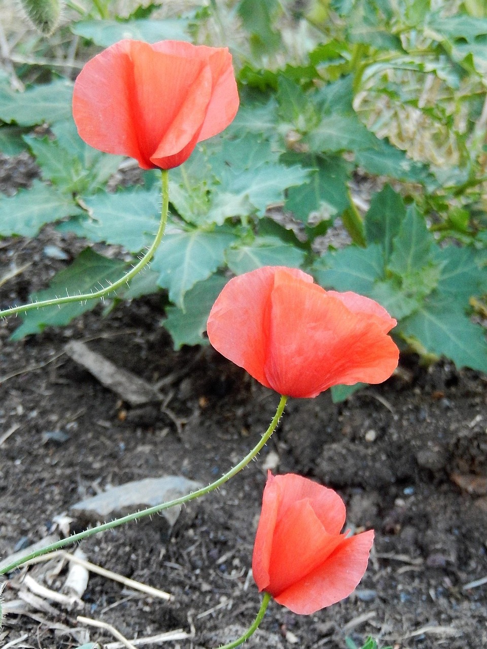 Bunga Poppy Lapangan Alam - Foto gratis di Pixabay - Pixabay