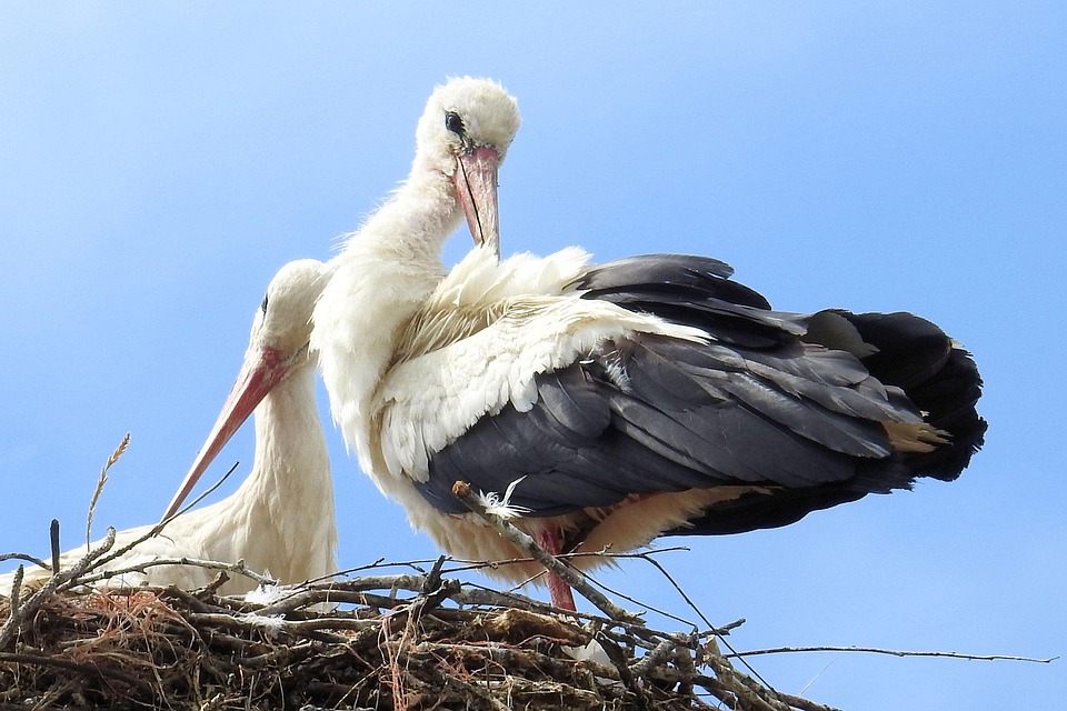Störche Storchenpaar Storchennest - Kostenloses Foto auf Pixabay - Pixabay