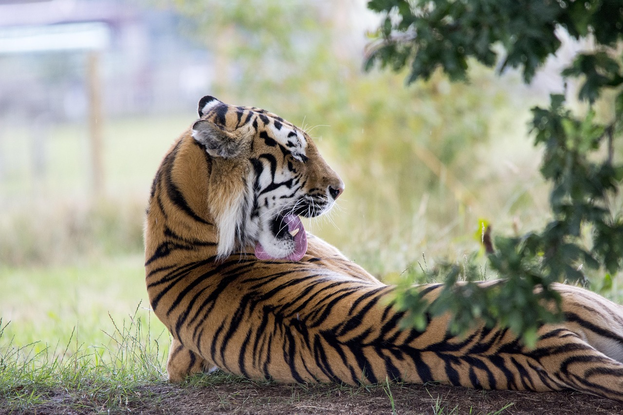 Tiger Licking Lick - Free photo on Pixabay