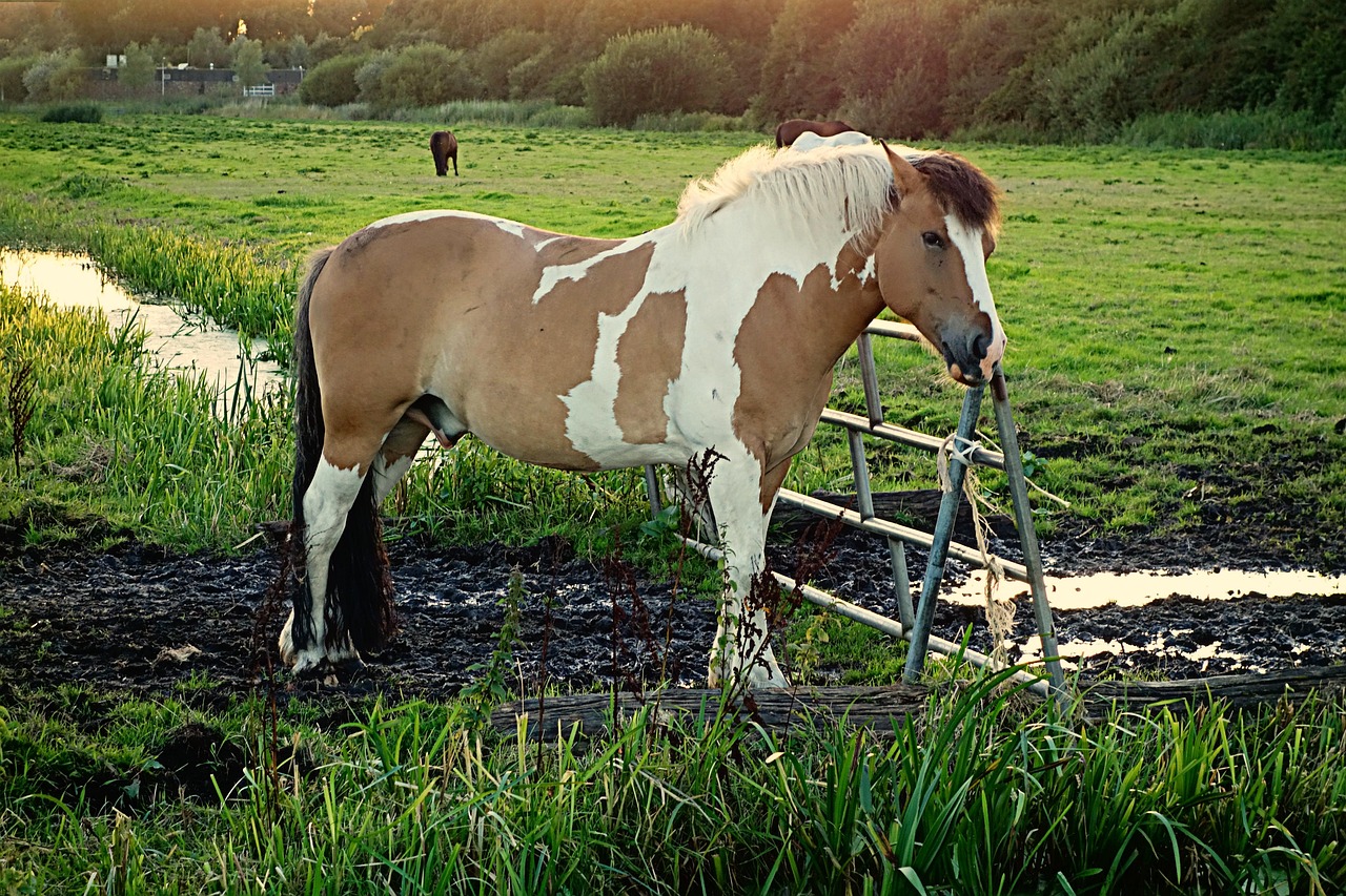 Caballo Animal Mamífero - Foto gratis en Pixabay - Pixabay
