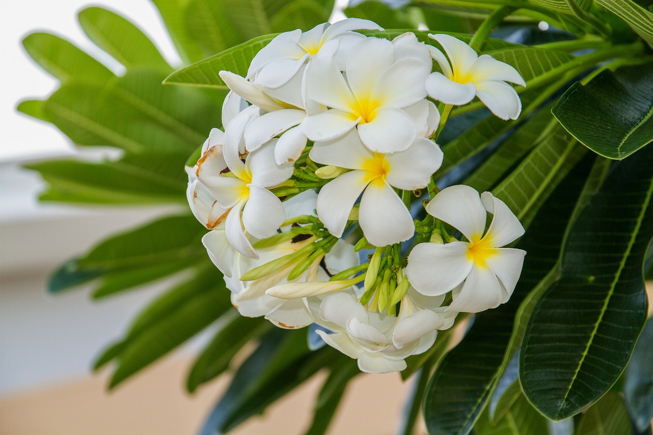 60,000+ Free Frangipani Flower & Frangipani Images - Pixabay