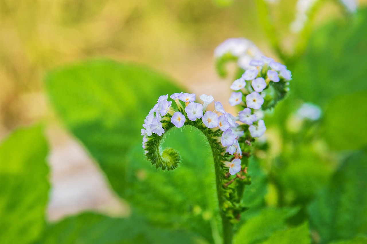60+ Free Watercress & Nature Images - Pixabay