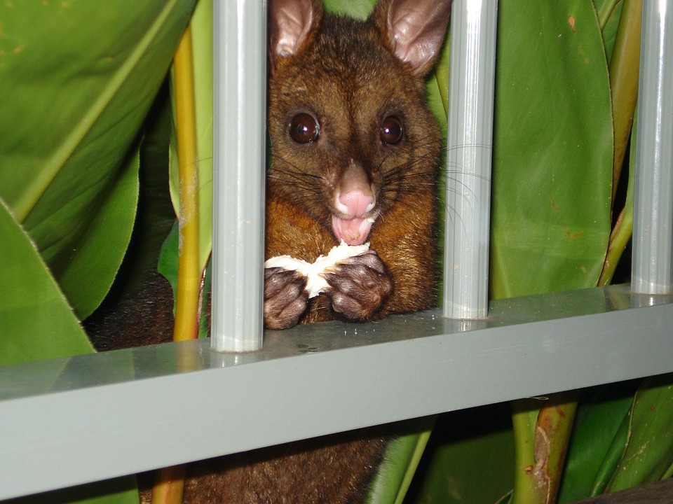 Possum Eating Hamilton - Free photo on Pixabay