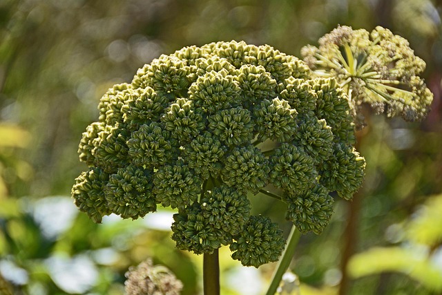 Medicinal Angelica - Free photo on Pixabay - Pixabay