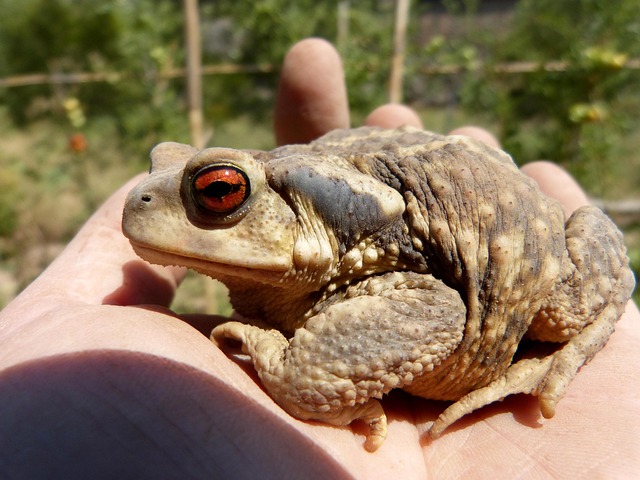Sapo Bufo Cielo Piel - Foto gratis en Pixabay