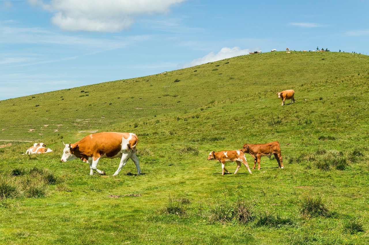 Sapi Padang Rumput Langit - Foto gratis di Pixabay - Pixabay