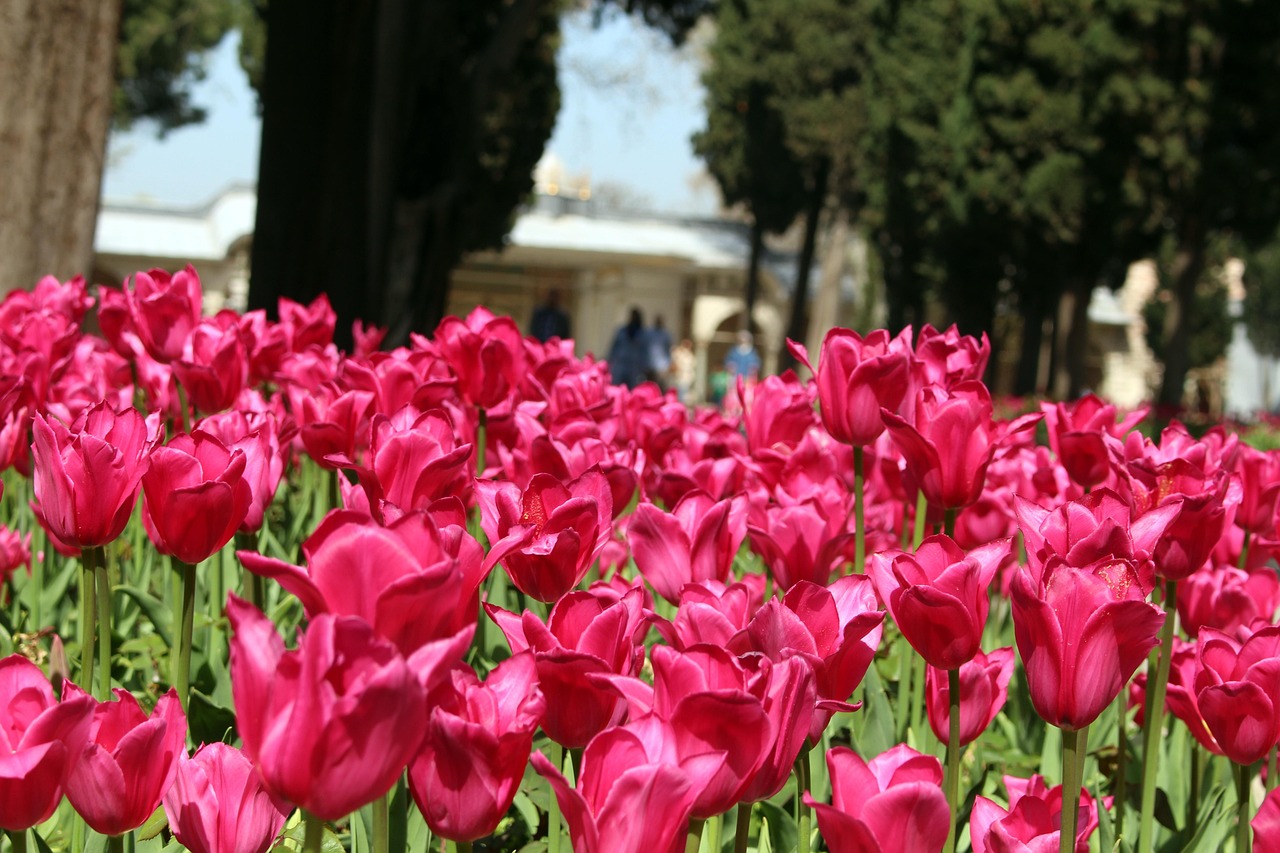 Bunga Tulp Tulip Istanbul Istana - Foto gratis di Pixabay - Pixabay
