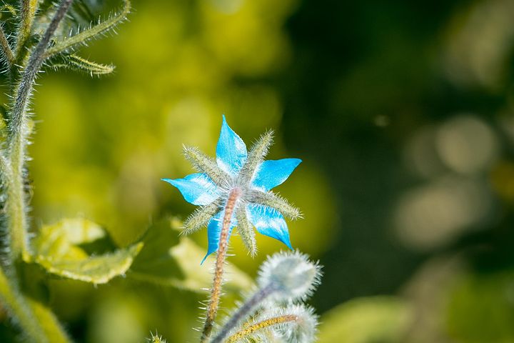 100+ Free Borage & Nature Images - Pixabay
