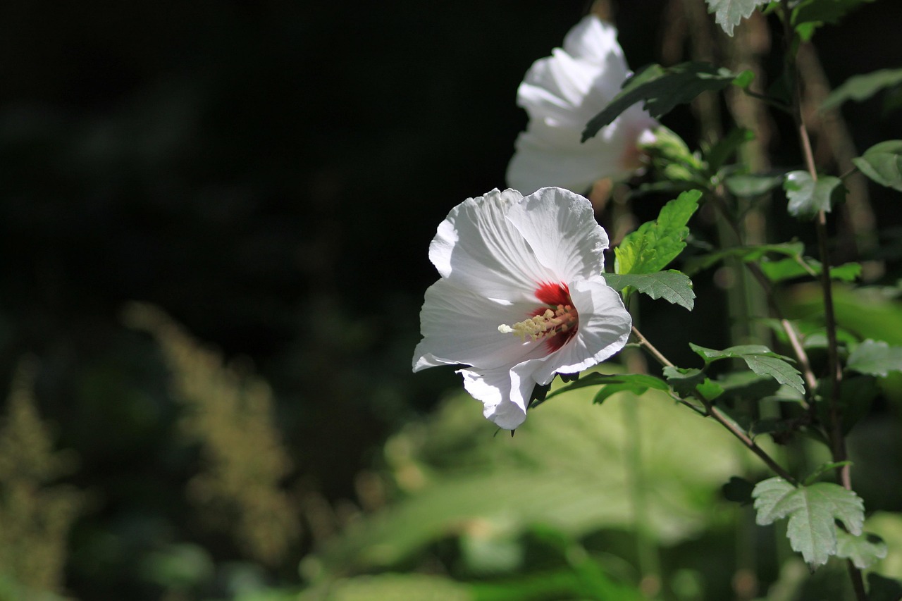 Rose Sharon Of - Free photo on Pixabay - Pixabay