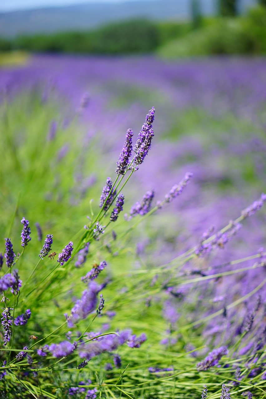 Lavanda Campo De Flores - Foto gratuita no Pixabay