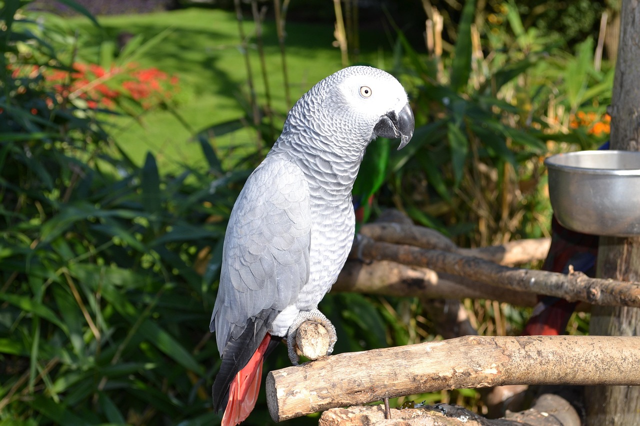 Parrot Gray Bird - Free photo on Pixabay - Pixabay