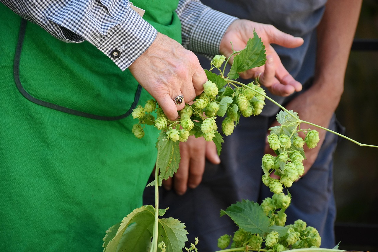 Hopfenernte Hopfenreben Dolden - Kostenloses Foto auf Pixabay - Pixabay