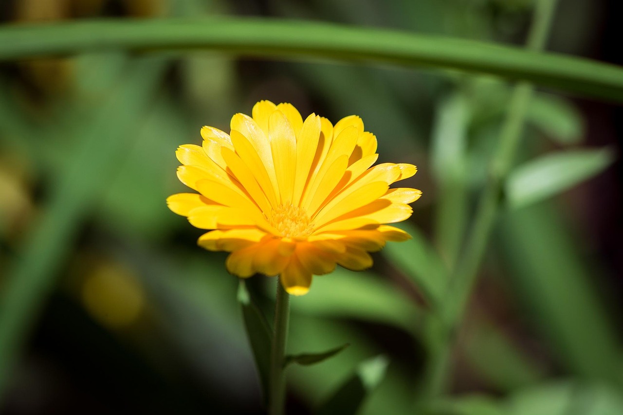 Marigold Calendula Officinalis - Free photo on Pixabay - Pixabay