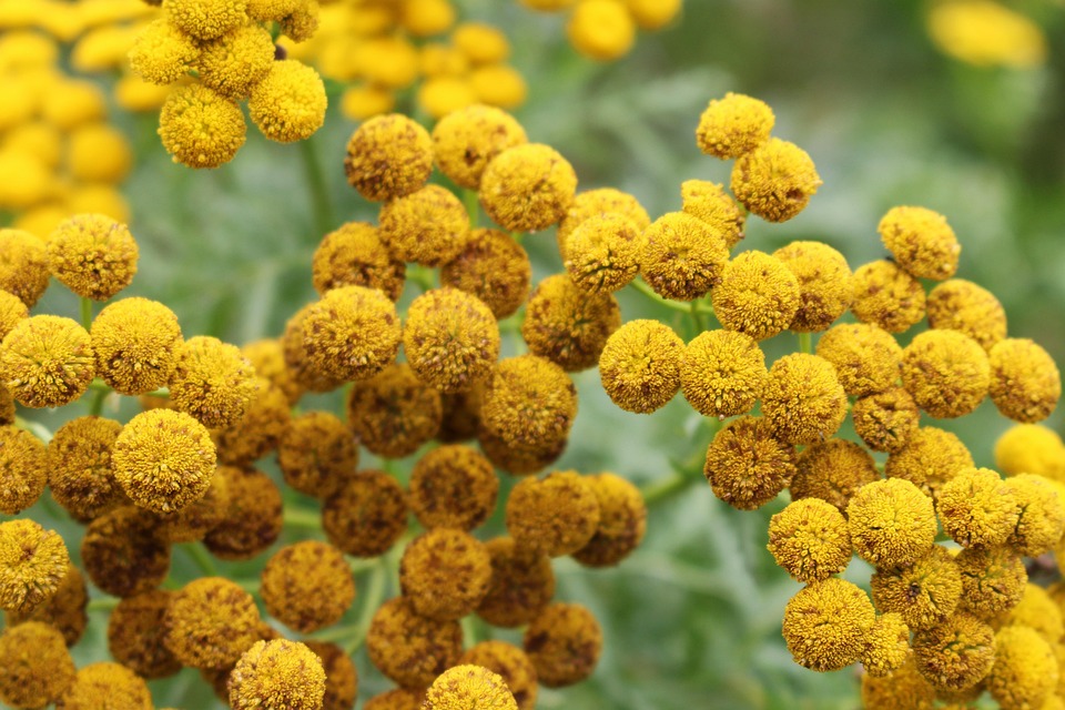 Tansy Fern Flower - Free photo on Pixabay
