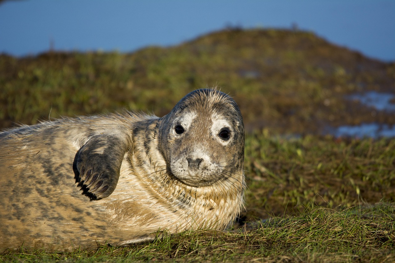 Seal Closeup Wildlife - Free photo on Pixabay - Pixabay