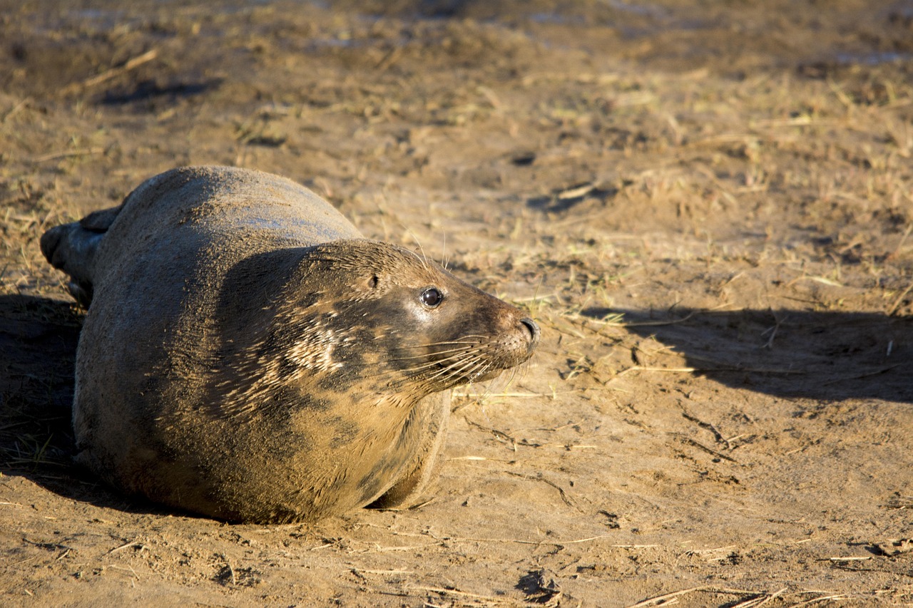 Seal Closeup Wildlife - Free photo on Pixabay