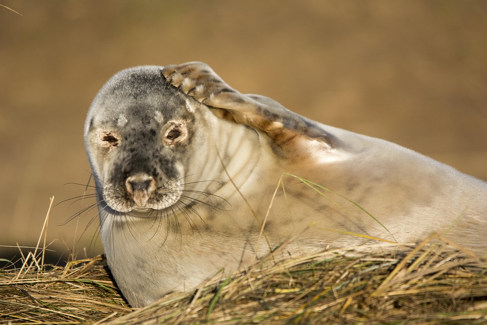 Seal Closeup Wildlife - Free photo on Pixabay - Pixabay