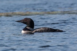 Free photo: Loon, Bird, Waterbird, Duck, Fauna - Free Image on Pixabay ...