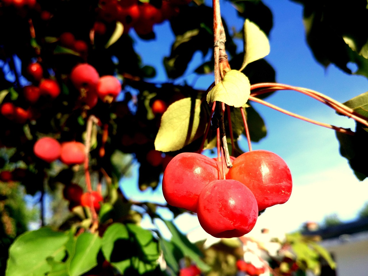 Fruits Sauvages Arbre Automne - Photo gratuite sur Pixabay - Pixabay