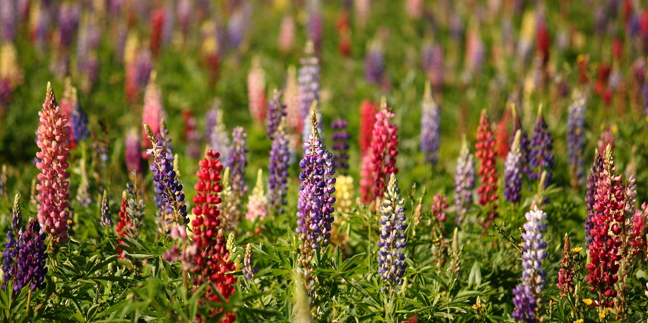 800+ Free Lupins & Lupine Images - Pixabay