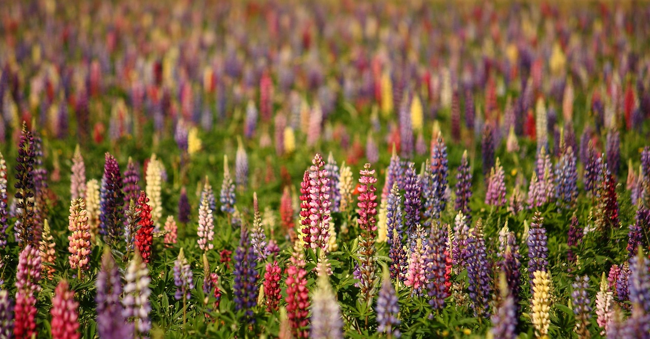 Over 800 gratis billeder for Lupiner og Natur - Pixabay