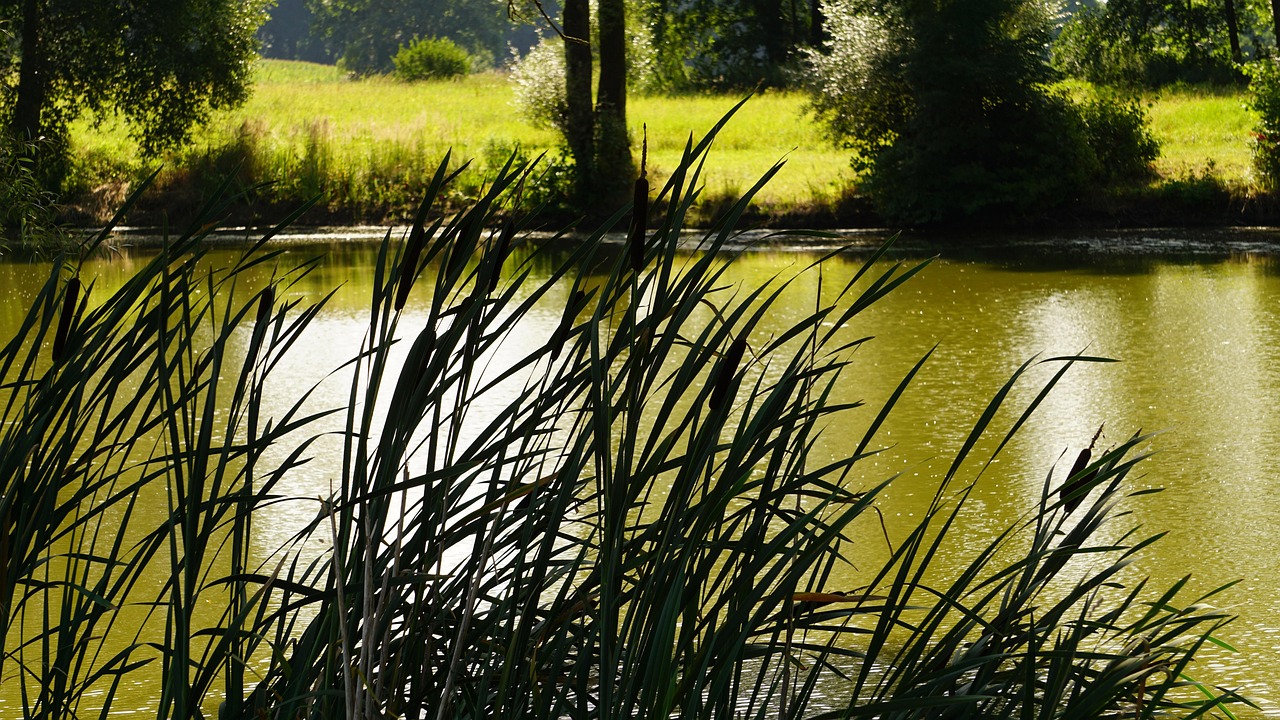 Lake Reed Green - Free photo on Pixabay