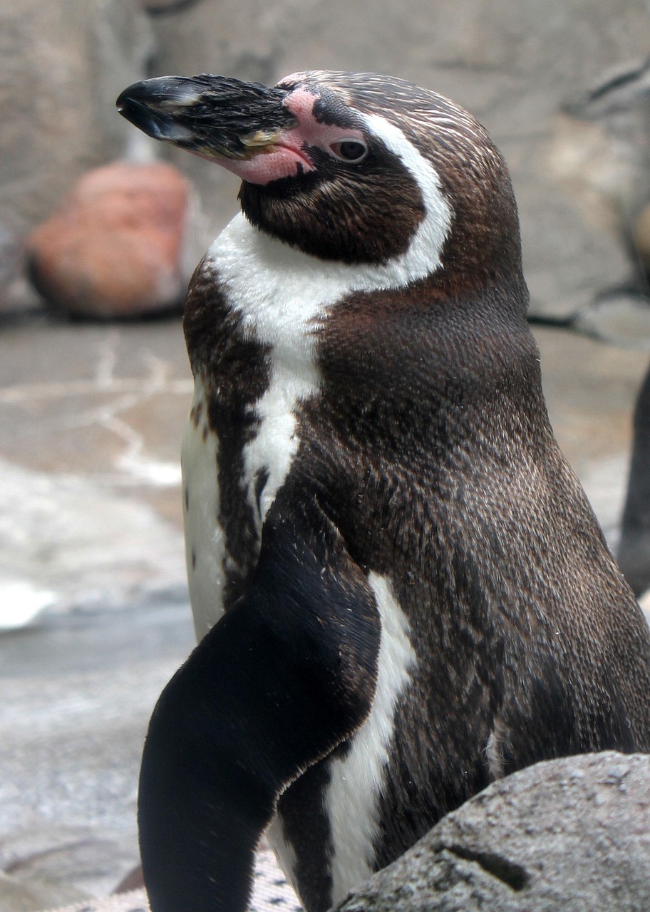 Page 13 - 1,000+ Free Penguin & Animal Photos - Pixabay