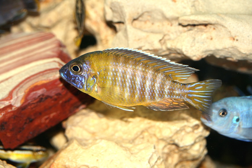 Aulonocara Baenschi Cichlid Malawi - Free photo on Pixabay