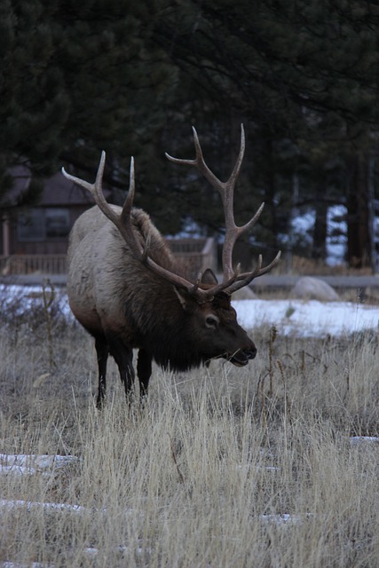 Elk Colorado Wildlife - Free photo on Pixabay