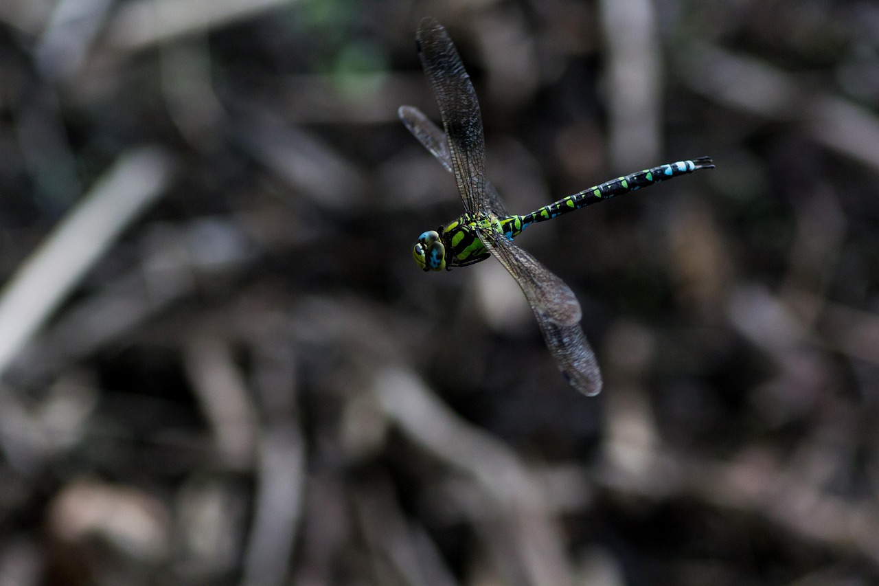 Libellule En Volant Insecte - Photo gratuite sur Pixabay - Pixabay