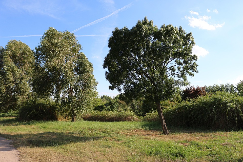 Des Arbres Nature Gazon - Photo gratuite sur Pixabay - Pixabay