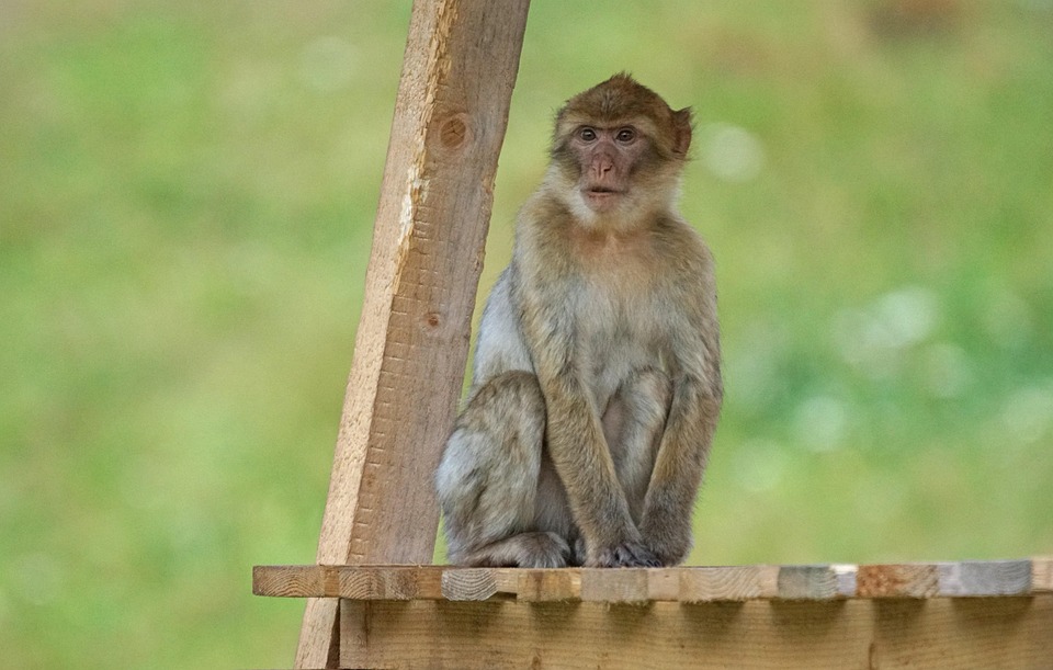 Macaque De Barbarie Singe Du Vieux - Photo gratuite sur Pixabay - Pixabay