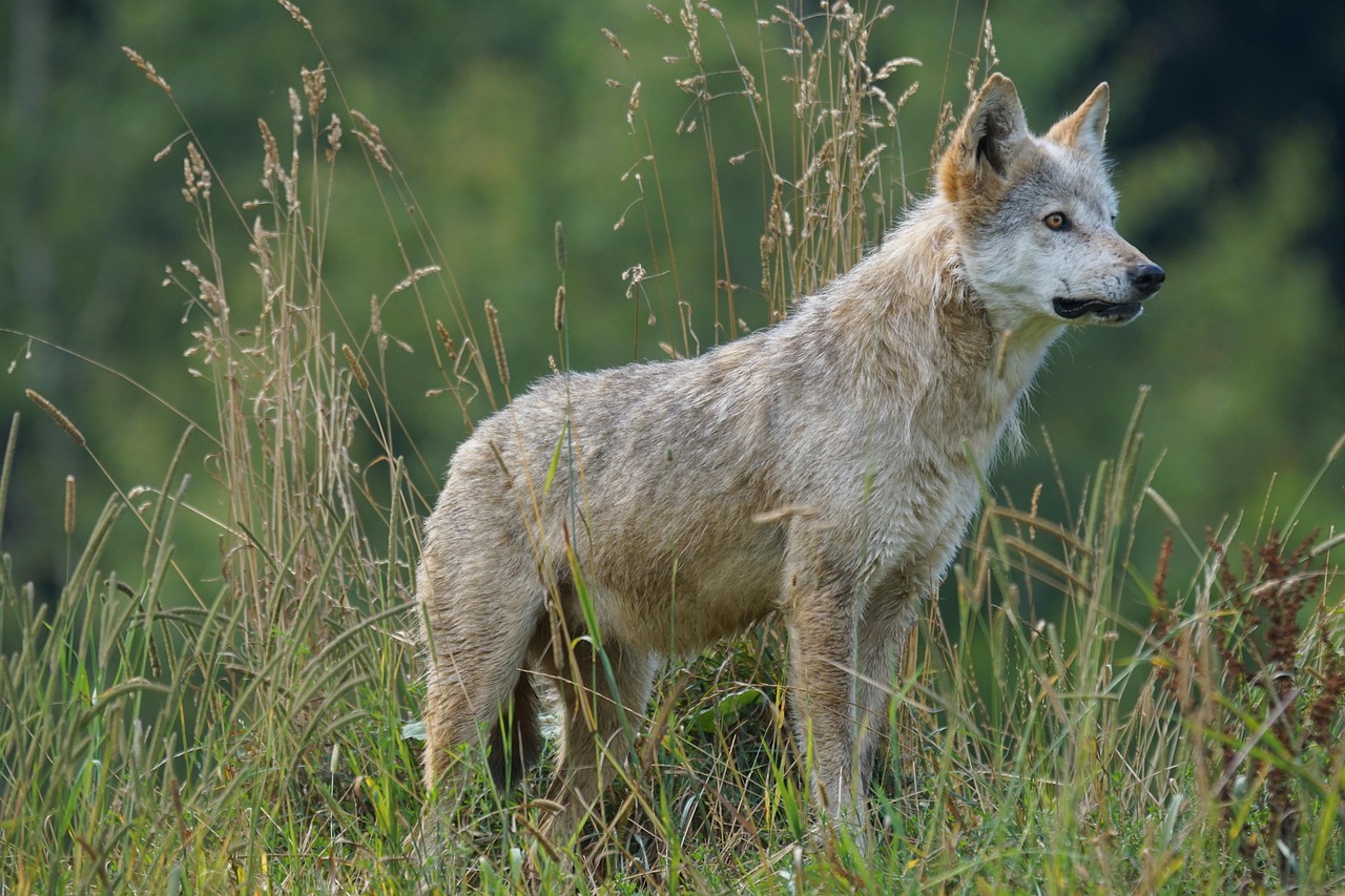 8,000+ Free Wolf Pack & Wolf Images - Pixabay