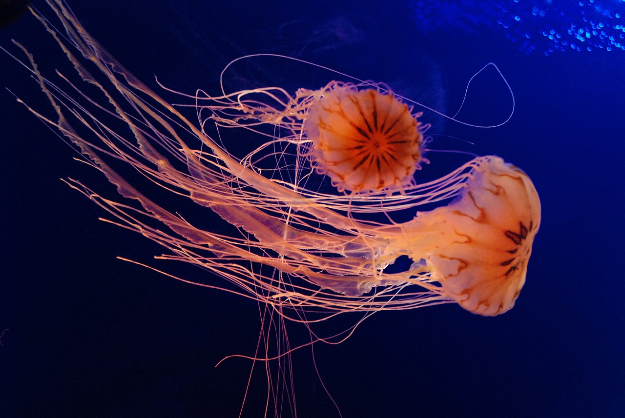 Kwallen Aquarium Gratis Foto Op Pixabay Pixabay Kwallen Aquarium Gratis Foto Op Pixabay Pixabay