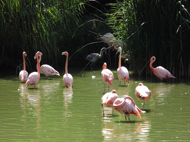 Flamant Rose Bain Soleil - Photo gratuite sur Pixabay - Pixabay