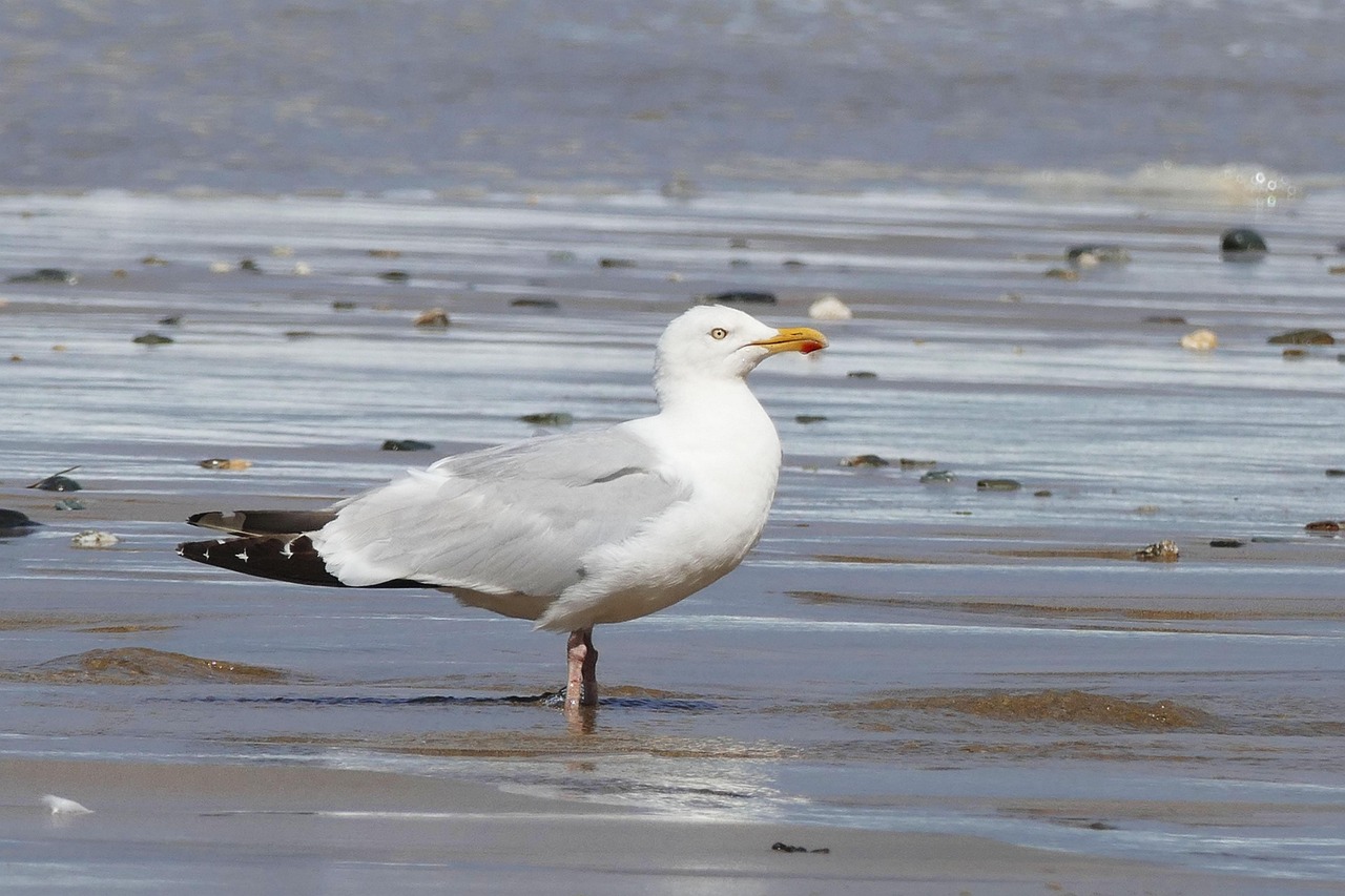 Seagull Bird Animal - Free photo on Pixabay - Pixabay