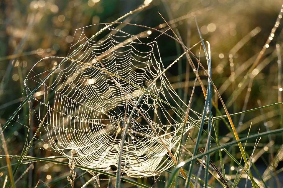 Spinnennetz Netze Spinne - Kostenloses Foto auf Pixabay