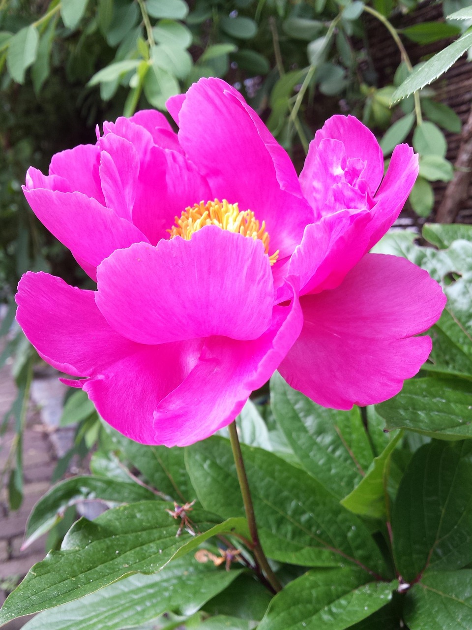 Pivoine Plante Fleurs - Photo gratuite sur Pixabay - Pixabay