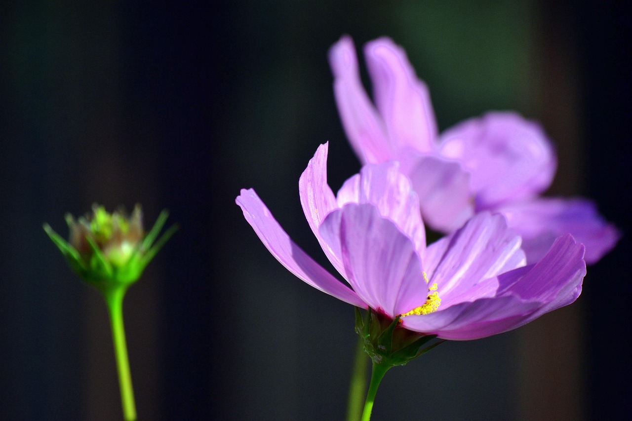 Floreciente Flores - Foto gratis en Pixabay - Pixabay